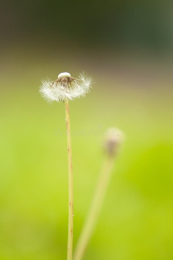 Dandelion in Front Green Background Stock Photo - Image of lower, life ...