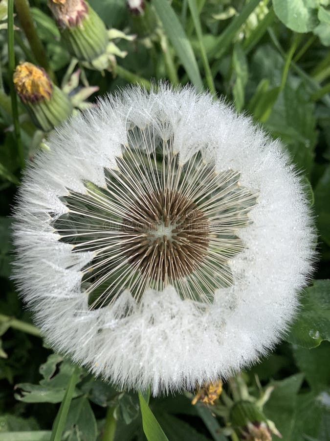 A dandelion full of seeds stock image. Image of blossom - 270236839