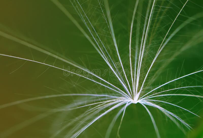 Dandelion fuzz closeup stock image. Image of blossom - 76834211