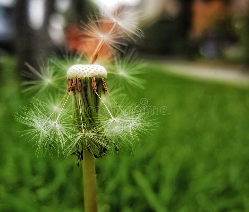 Fuzzy dandelion stock image. Image of europe, bloom, fluffy - 92719749