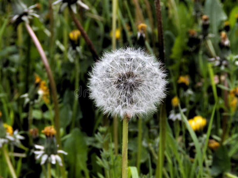 Dandelion stock image. Image of dandelion, blossoming - 123550321