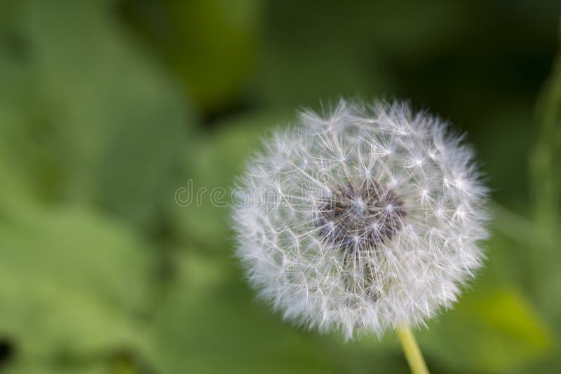 Dandelion in Garden in Spring, Springtime Nature.Beautiful White ...