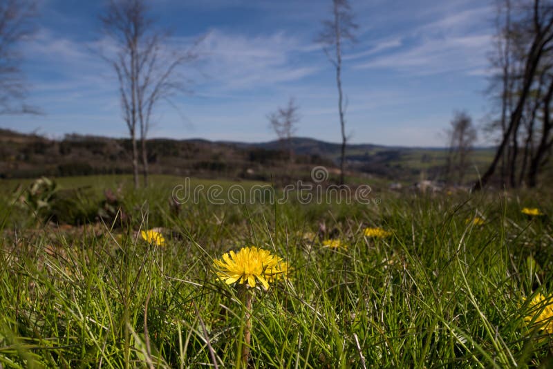 Dandelion in the German Area Called Rothaargebirge Stock Photo - Image ...