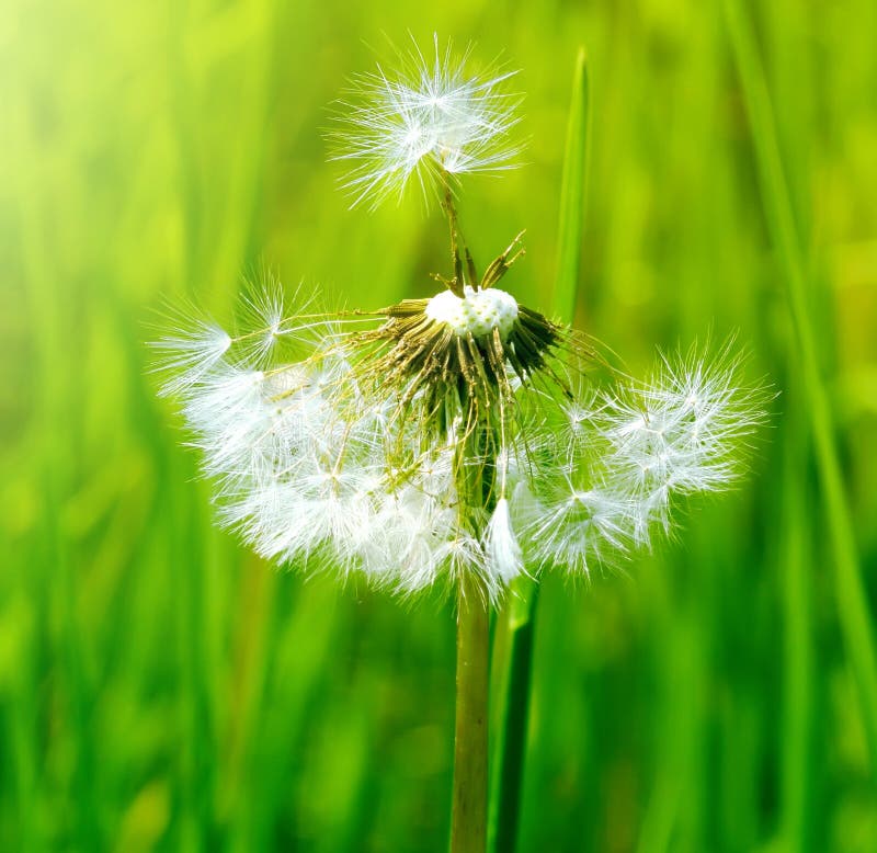 Dandelion in grass stock image. Image of meadow, petal - 27342253