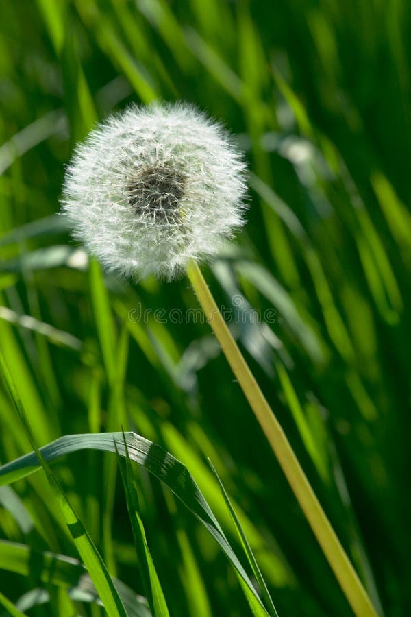 Dandelion in grass stock photo. Image of outdoors, blowing - 5370594