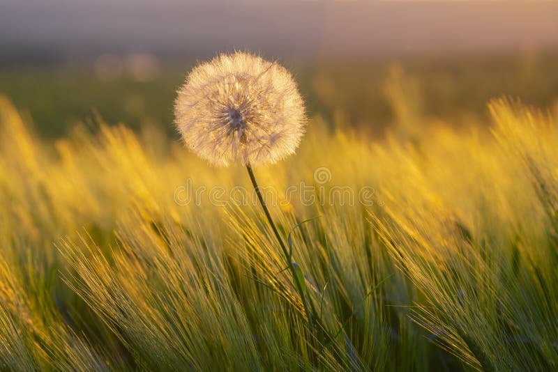 Dandelion among the Grass Against the Sunset Sky. Nature and Botany of ...