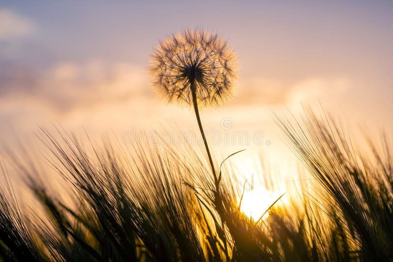 Dandelion among the Grass Against the Sunset Sky. Nature and Botany of ...