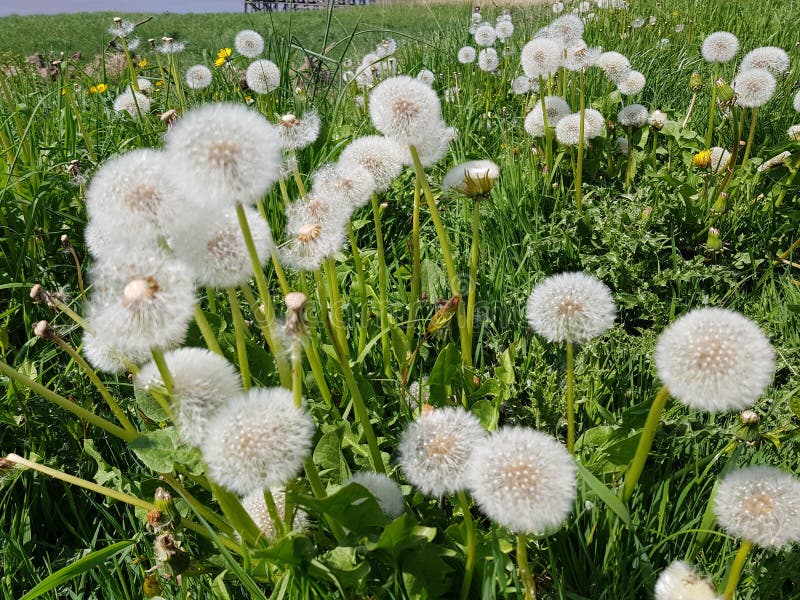 Dandelion in grass stock image. Image of field, grass - 181996807