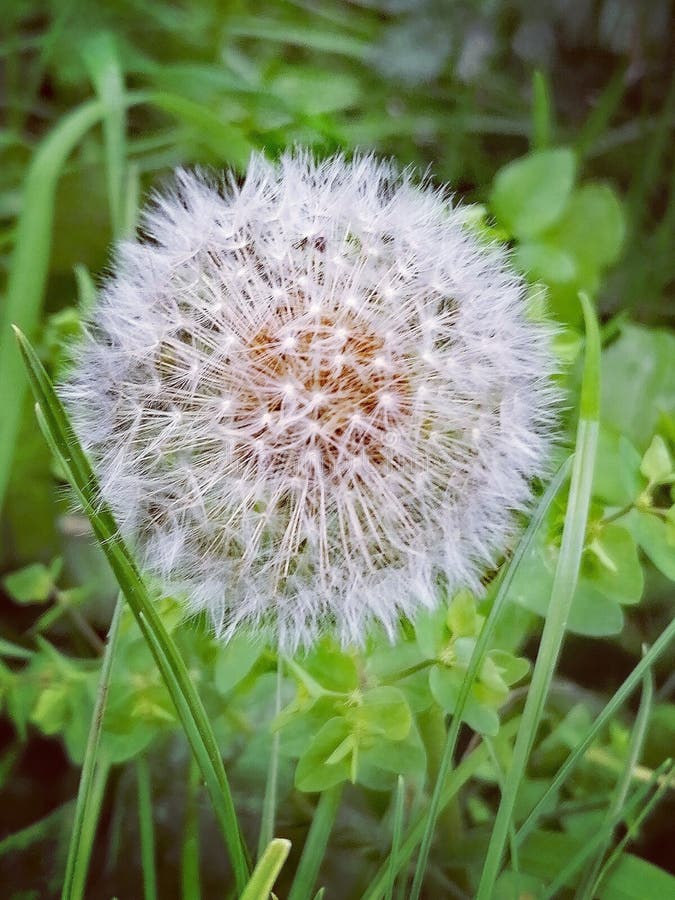 Dandelion in the grass stock photo. Image of flora, dandelion - 159452264
