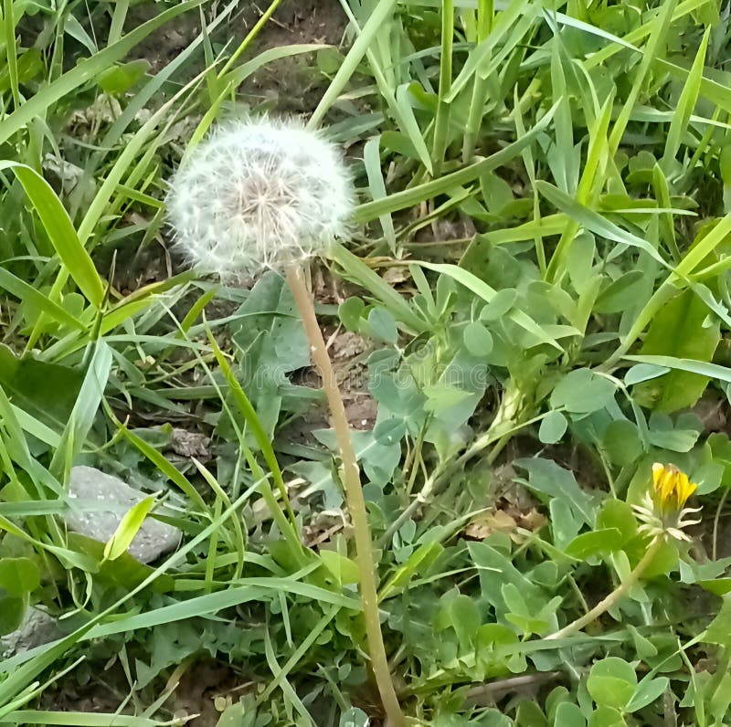 Dandelion in Grass stock image. Image of plant, produce - 352598033