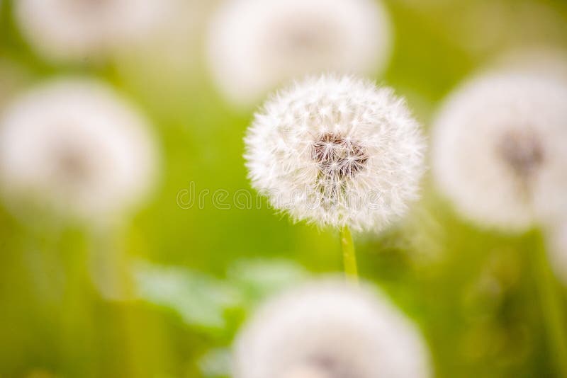 Dandelion stock photo. Image of spring, green, fresh - 70488668
