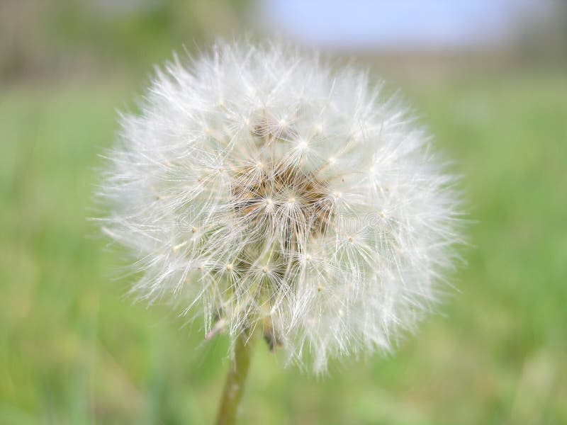 Dandelion on Green Background.Nature Backdrop. Stock Photo - Image of ...