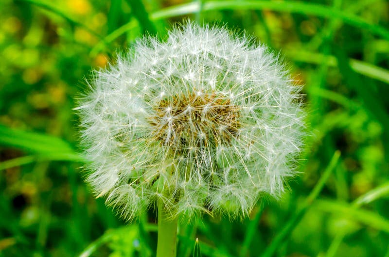 Dandelion, Green Grass Field Stock Image - Image of plant, flower: 40544711