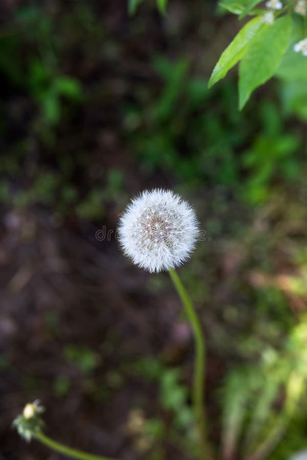 Dandelion Growing in the Forest Outdoors Stock Photo - Image of fuzz ...