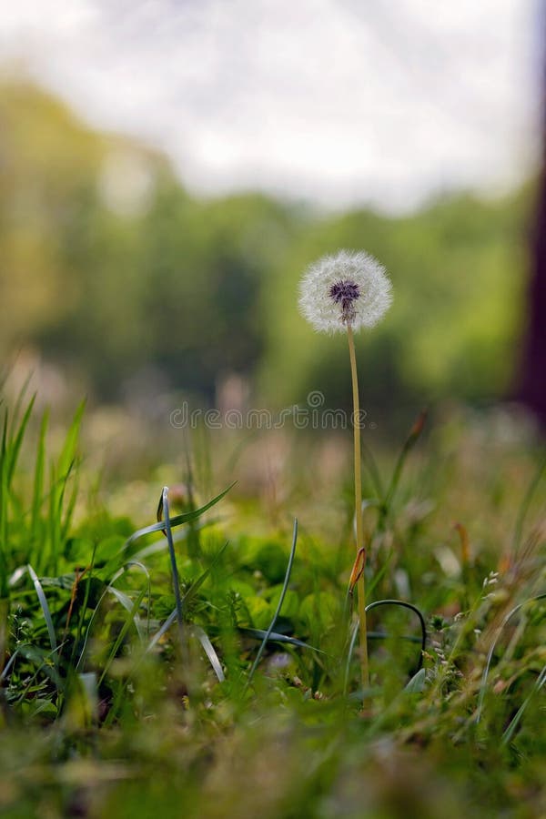 Dandelion Growing in Grass of Front Yard on Spring Day Stock Image ...