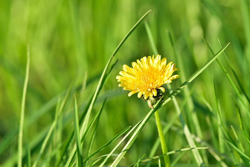 Dandelion Growing in the Meadow in Spring Stock Image - Image of meadow ...