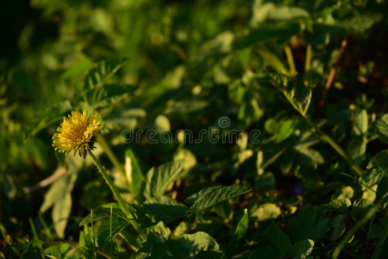 Dandelion Growing in the Meadow in Spring Stock Photo - Image of nature ...