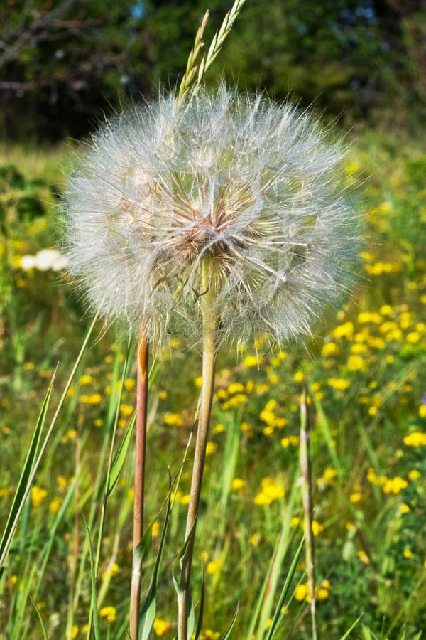 Dandelion Growing in the Meadow in Summer Stock Image - Image of flower ...