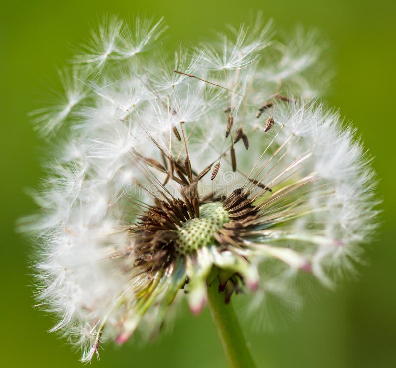Dandelion Grows in the Park Stock Photo - Image of natural, blossom ...