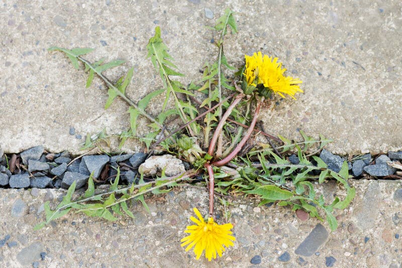 Dandelion Grows through Stone Stock Image - Image of dandelion, bloom ...