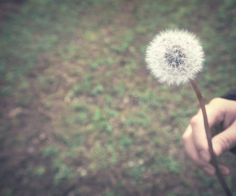 Dandelion hand stock image. Image of spring, backykard - 123229