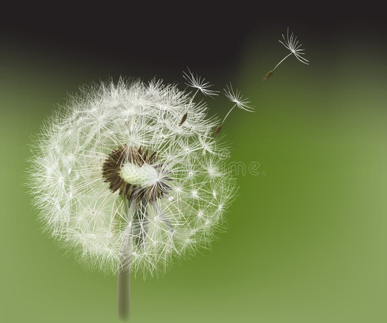 Dandelion Seed Head Stock Illustrations – 7,724 Dandelion Seed Head ...