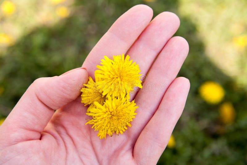 Dandelion in hand stock photo. Image of cute, hand, bright - 53402548