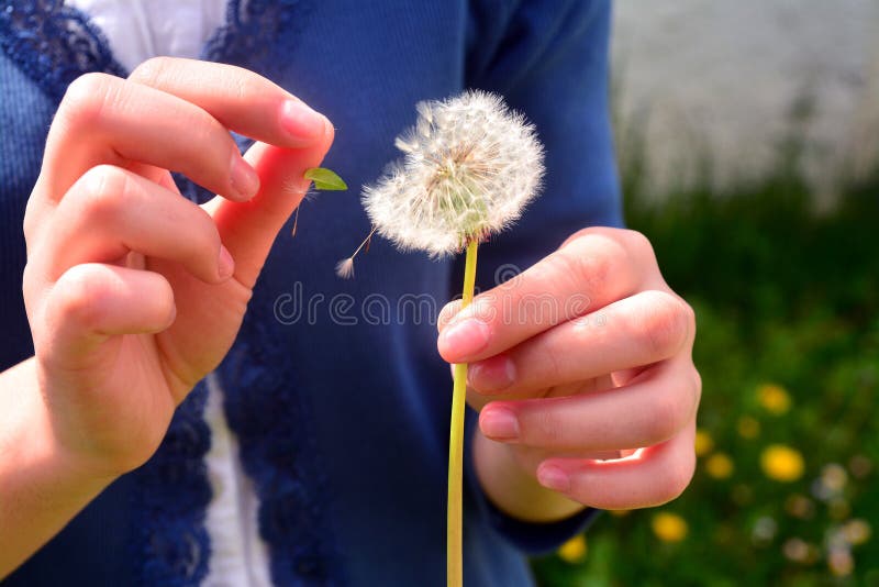 Dandelion stock photo. Image of hand, girl, spring, hands - 39964862