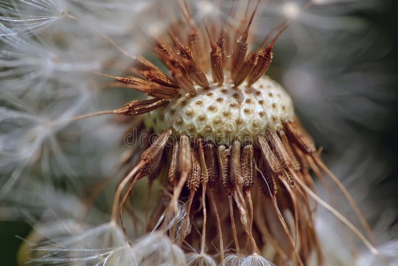 Dandelion head stock photo. Image of dandelion, garden - 17327246