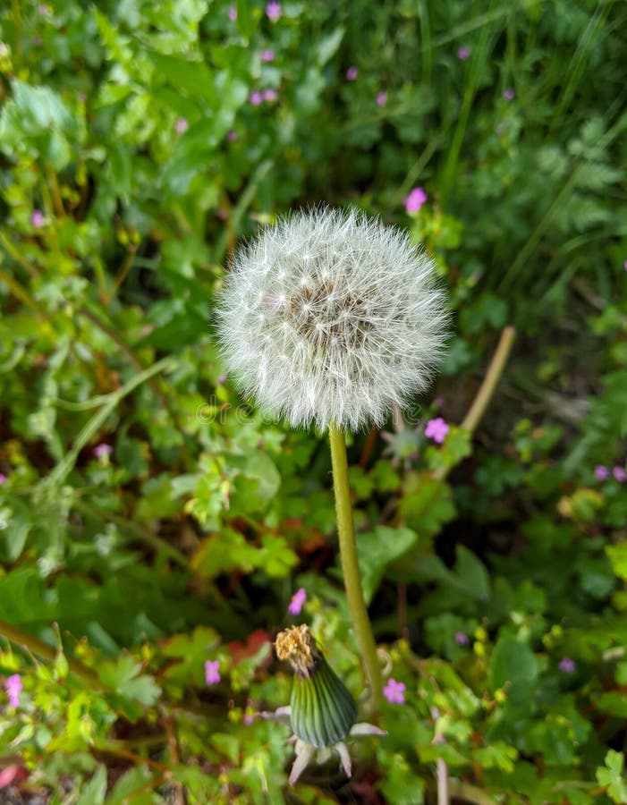 Dandelion Head and Green Leaves Stock Photo - Image of outdoors ...