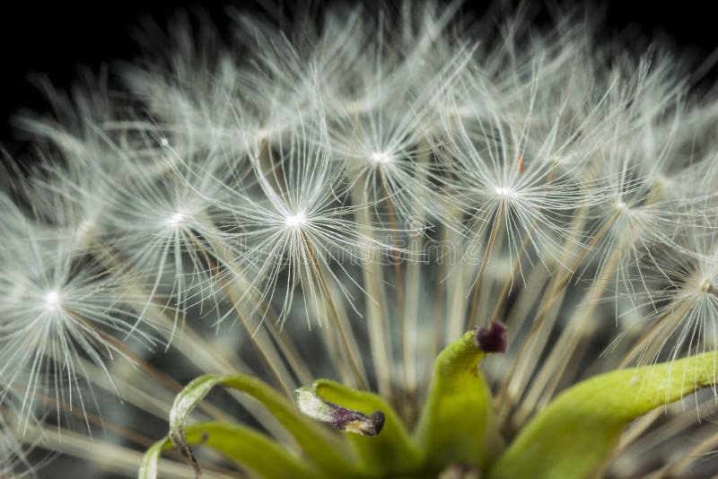 Dandelion Head stock image. Image of dandelion, macro - 45835583