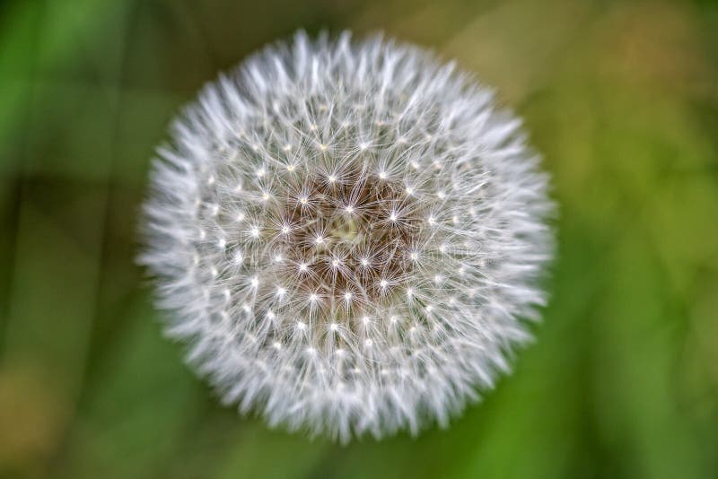 Dandelion head stock photo. Image of growth, delicate - 101341674