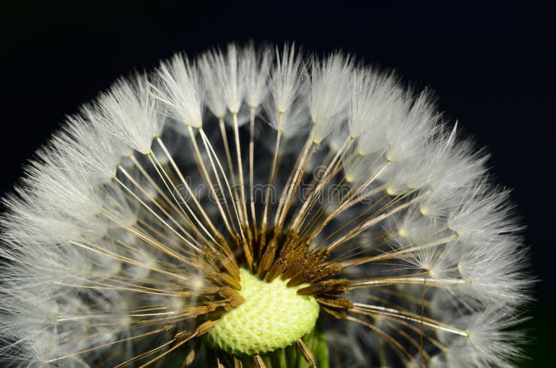 Dandelion head stock photo. Image of dandelion, crocus - 54140780