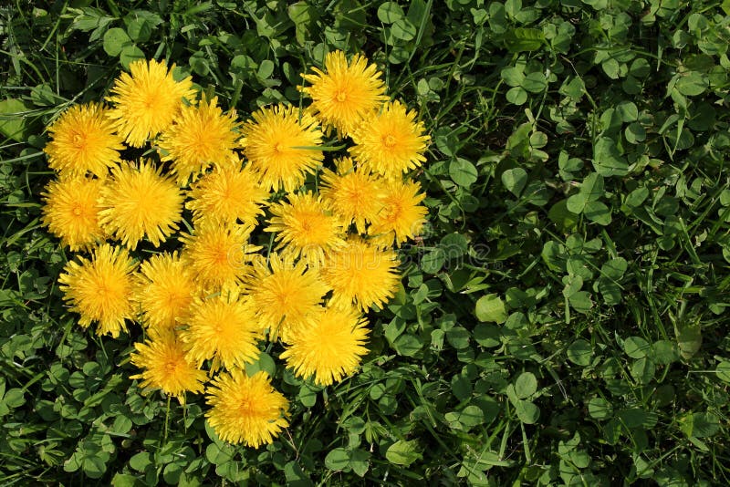 Dandelion heart stock image. Image of dandelion, garden - 220227283