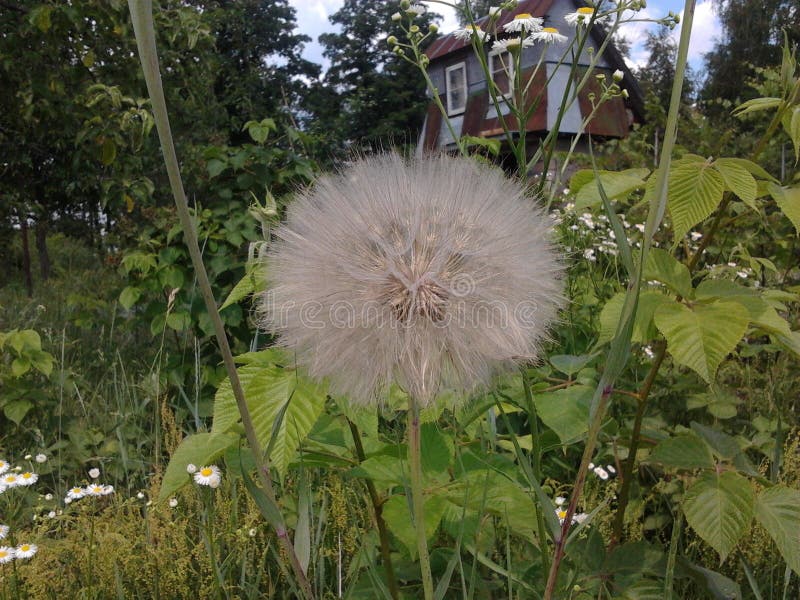 Dandelion stock image. Image of nice, house, nature, dandelion - 91721669