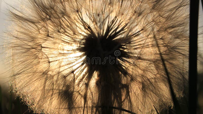 Structure of a Large Dandelion Stock Photo - Image of feelings ...