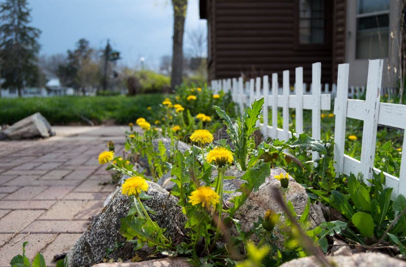 Dandelion infestation stock photo. Image of fence, nuisance - 88827618