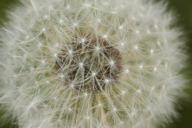 Dandelion infructescence stock photo. Image of garden - 90796812