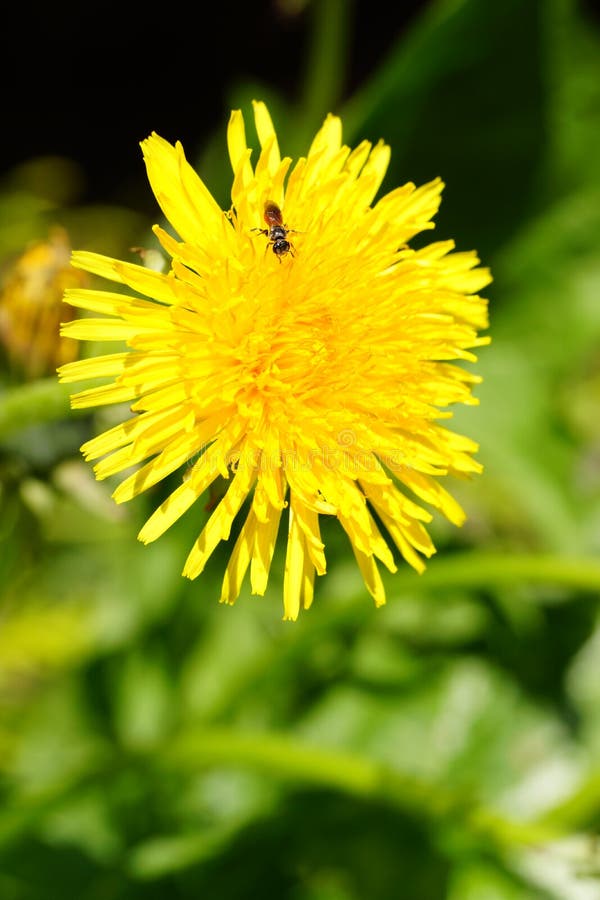 Dandelion with insect stock photo. Image of nature, flora - 24650058