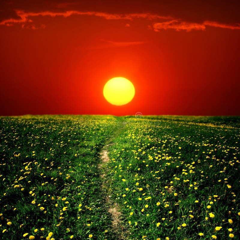 Dandelion landscape stock photo. Image of outdoor, natural - 5374866