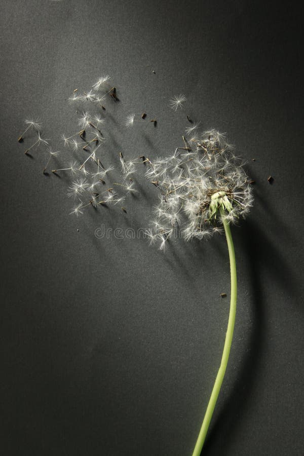Dandelion in the grey stock image. Image of closeup - 189203663