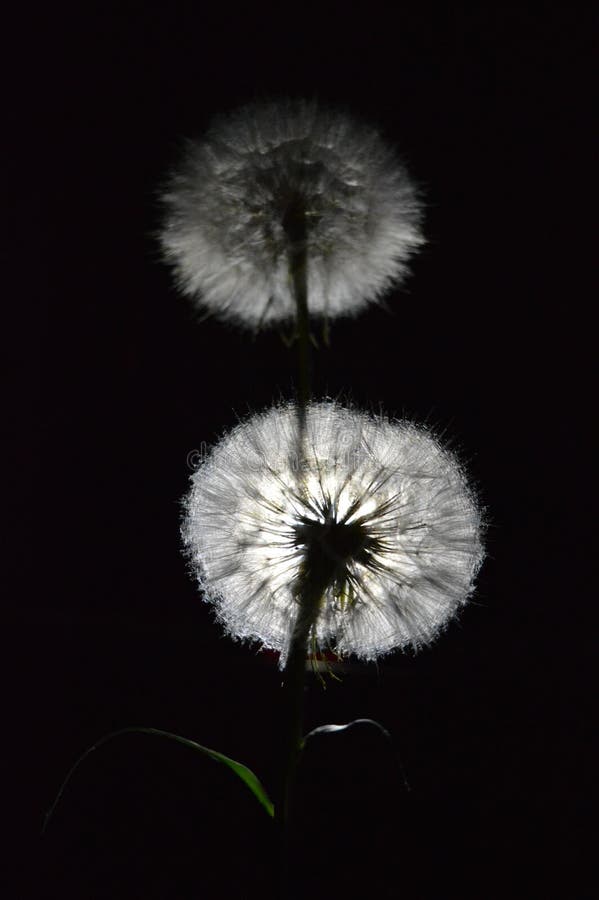 Dandelion lit at night stock image. Image of nature - 117057189
