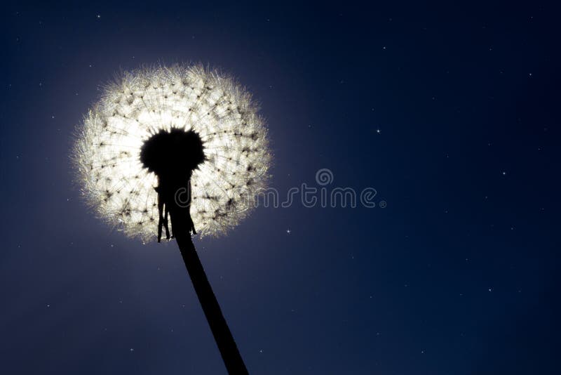 Dandelion lit at night stock photo. Image of dubai, copyspace - 147248420