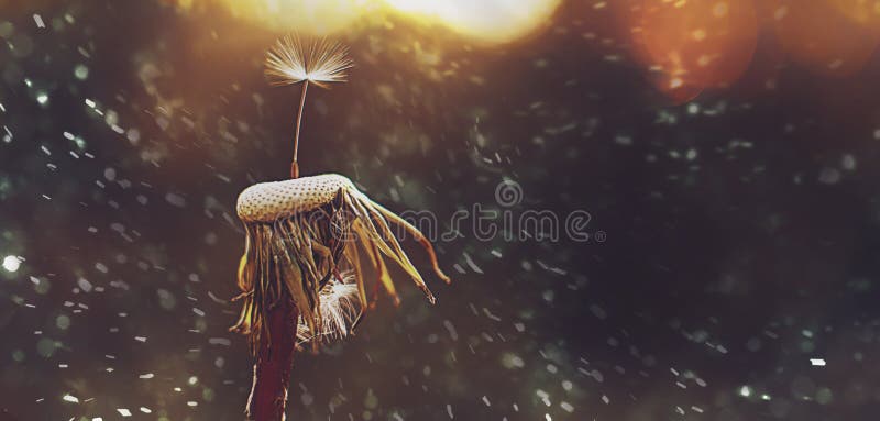 Dandelion stock image. Image of color, style, particle - 94561057