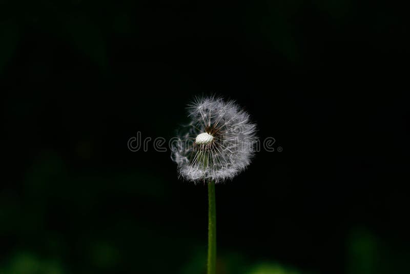 Dandelion stock photo. Image of dark, dandelion, green - 66201358