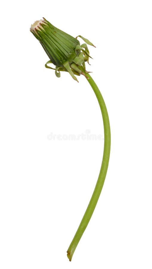 Dandelion on a Long Green Stem, Isolated Background Stock Image - Image ...