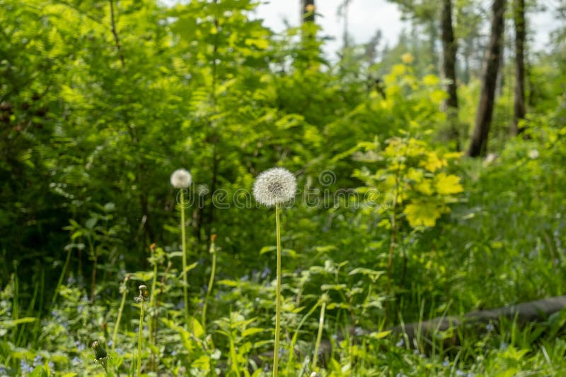 Dandelion on a Long Stalk in the Background of Bushes Stock Photo ...