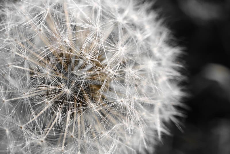 Dandelion Macro Picture. Image: 27373618