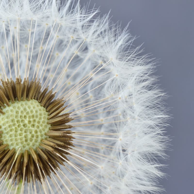 Dandelion macro stock photo. Image of macro, hope, freedom - 91932446