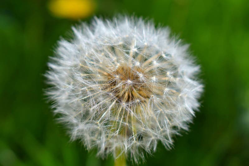 Dandelion macro close-up stock image. Image of dandelion - 154272745